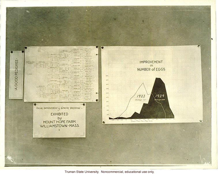 "A good pedigree: improvement in number of eggs," in chickens, 3rd ...